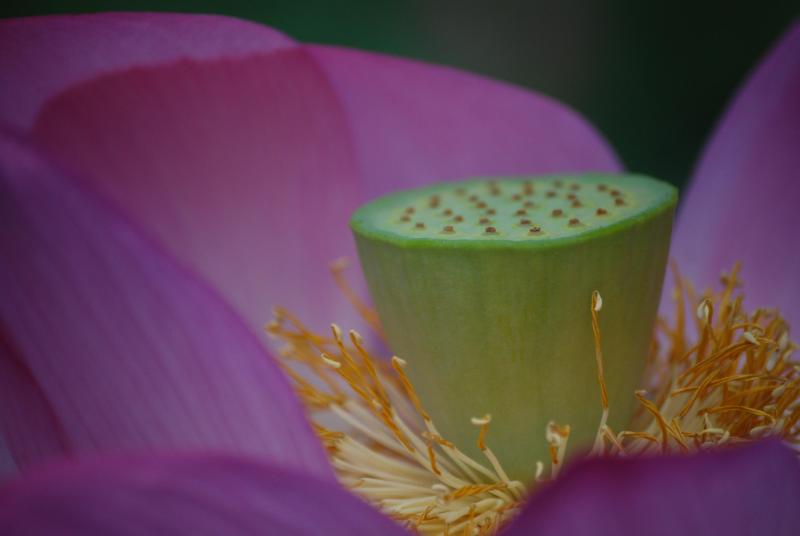 Photo Gallery (U.S. National Park Service)