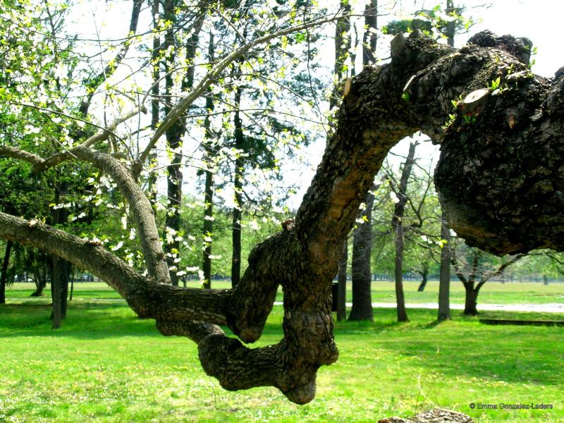 Photo Gallery (U.S. National Park Service)