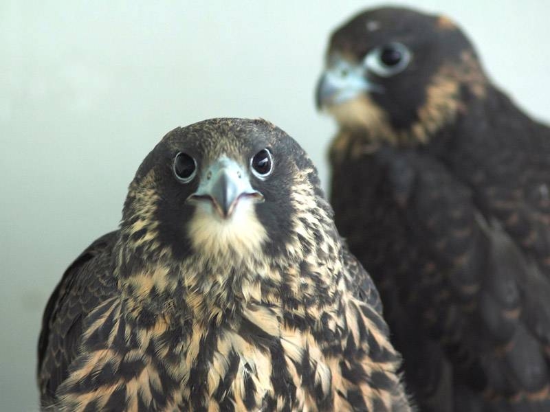 Photo Gallery (U.S. National Park Service)