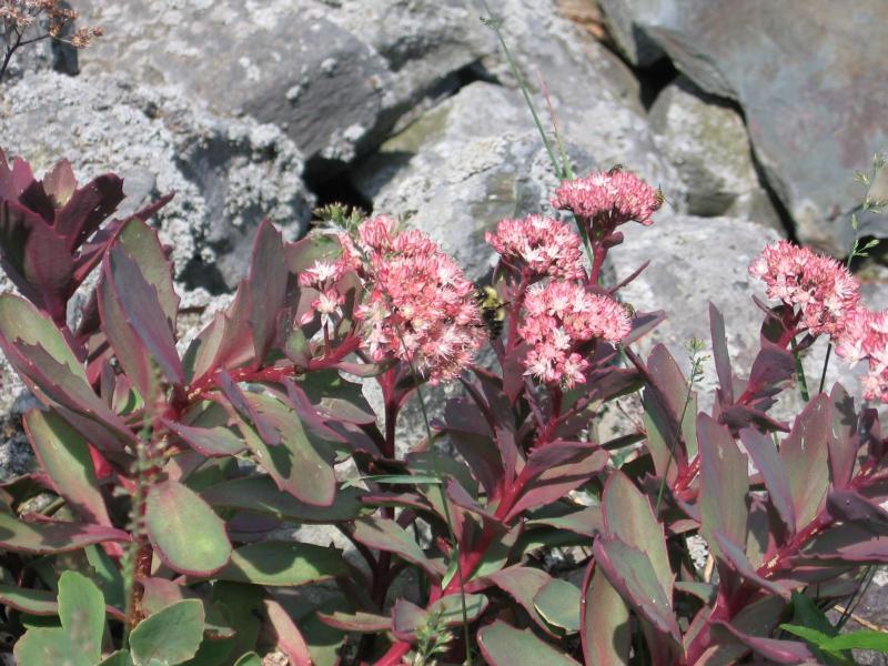 Photo Gallery (U.S. National Park Service)