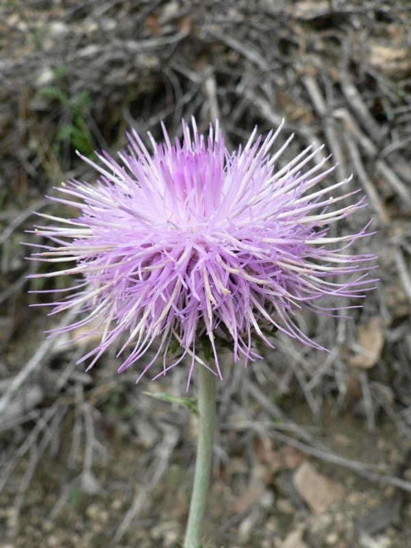 Photo Gallery (U.S. National Park Service)
