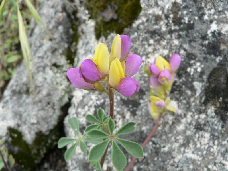 Photo Gallery (U.S. National Park Service)