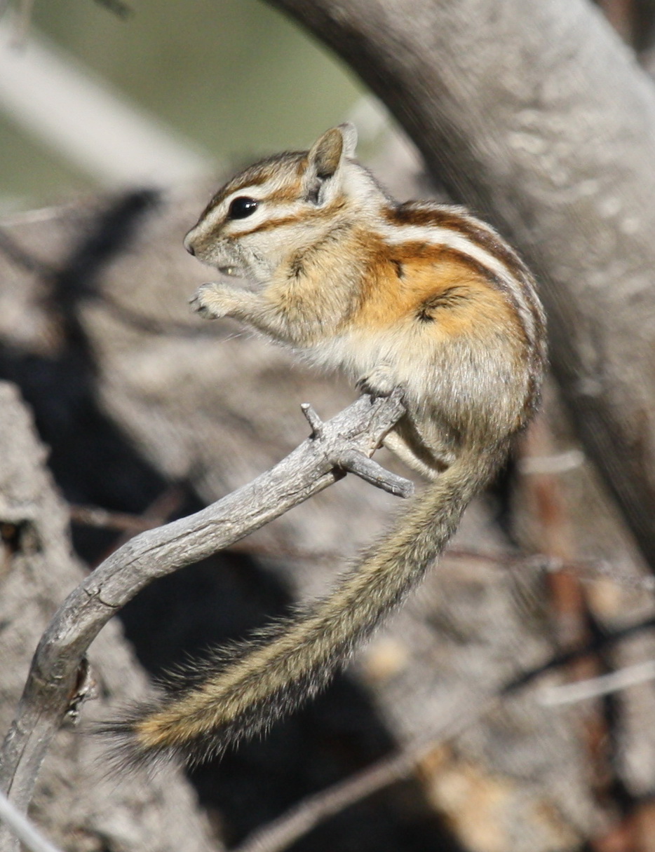 Photo Gallery (U.S. National Park Service)