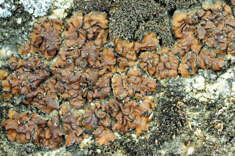 Photo Gallery (U.S. National Park Service)