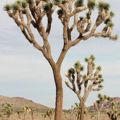 Photo Gallery (U.S. National Park Service)