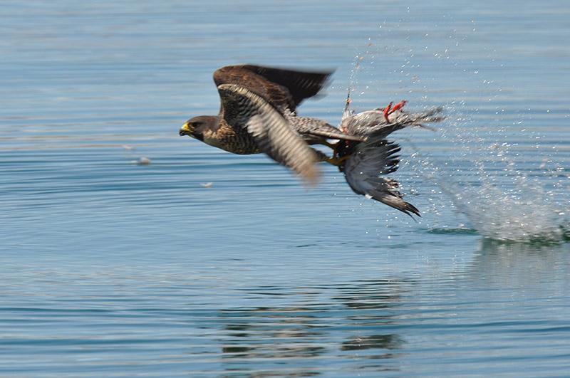 Photo Gallery (U.S. National Park Service)