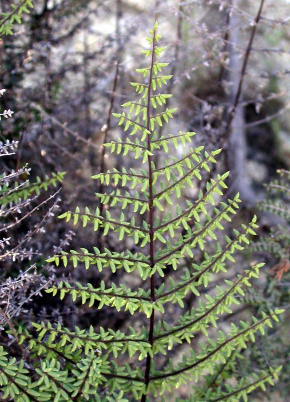 Photo Gallery (U.S. National Park Service)