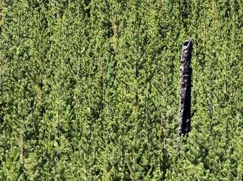 Lodgepole Pines (U.S. National Park Service)