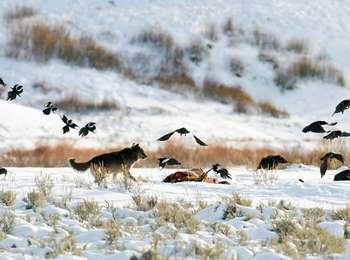 Timberwolf Tracks In Snow