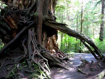 Kalaloch Big Cedar Tree - Parking Area (U.S. National Park Service)