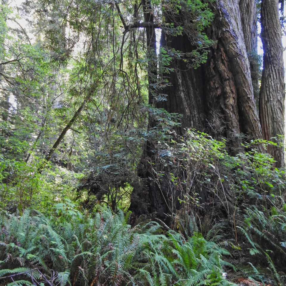 Then And Now - Protection and Restoration - Redwood National and State ...