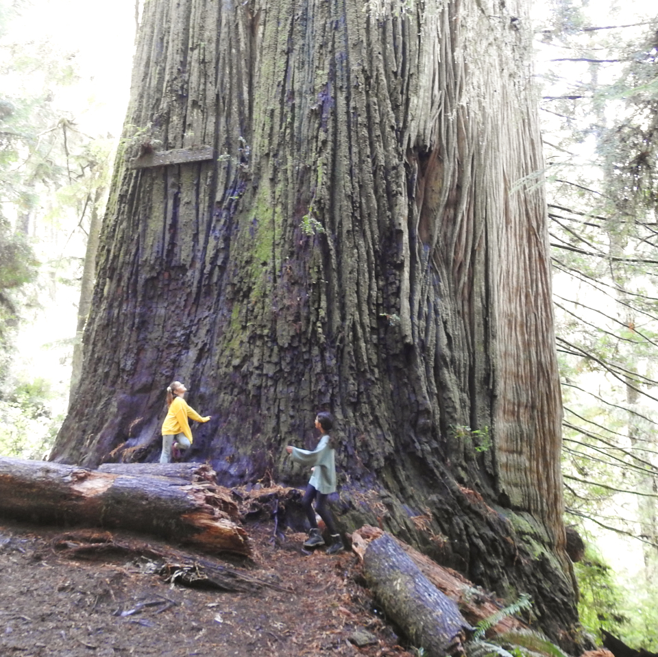 Then And Now - Protection and Restoration - Redwood National and State ...
