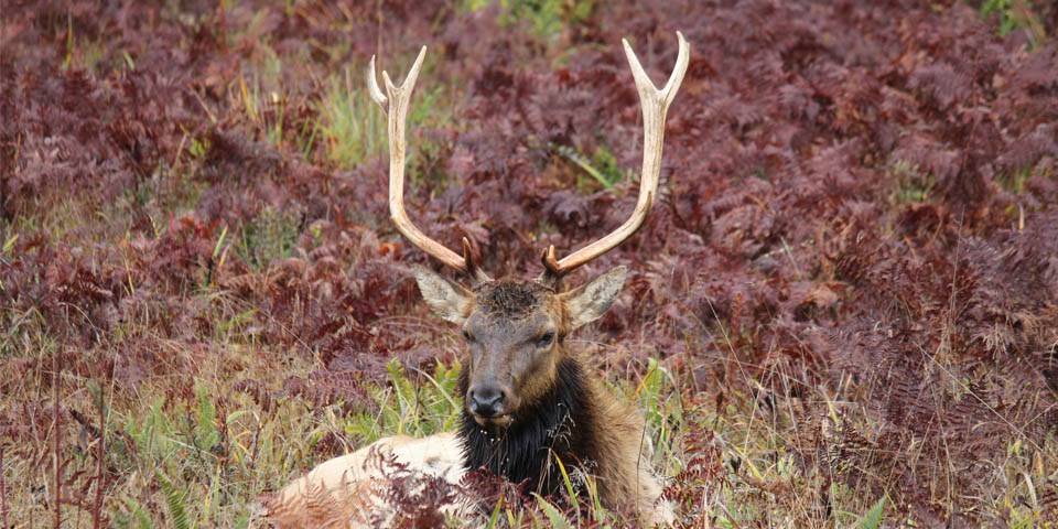 Nature - Redwood National and State Parks (U.S. National Park Service)