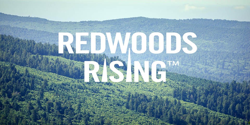 Plants - Redwood National and State Parks (U.S. National Park Service)