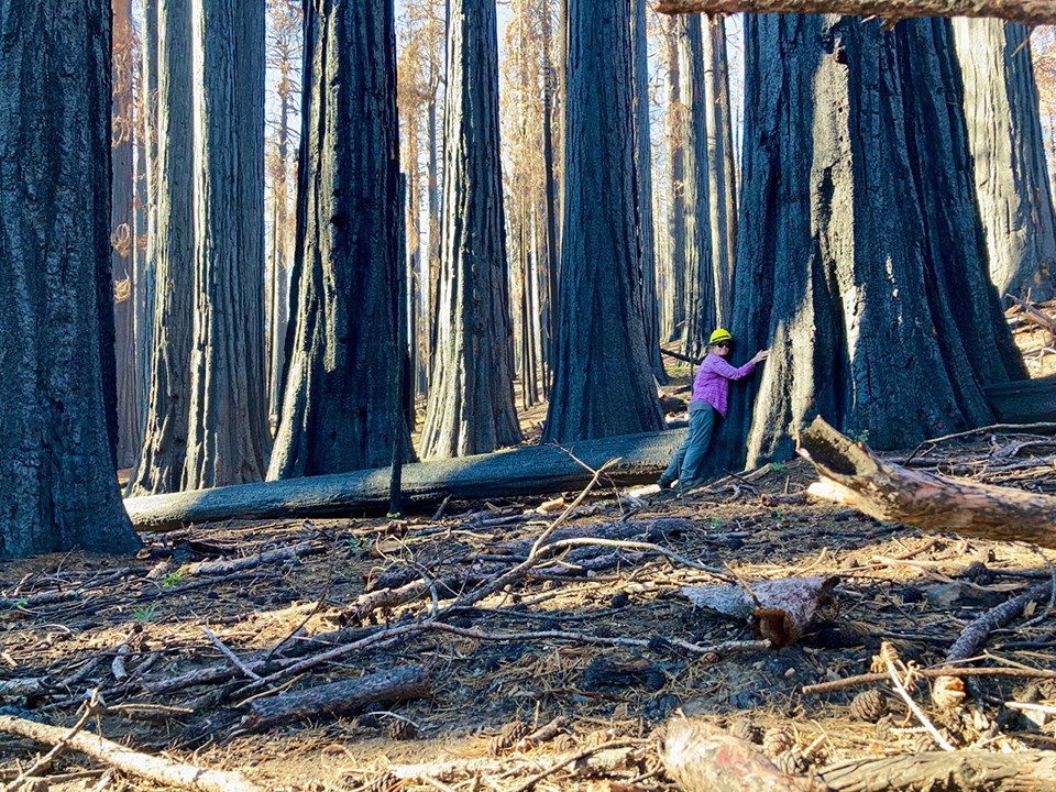 Two Sequoia Groves and a Wildfire - Sequoia & Kings Canyon National ...