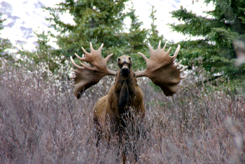 Moose Rutting in Denali (U.S. National Park Service)