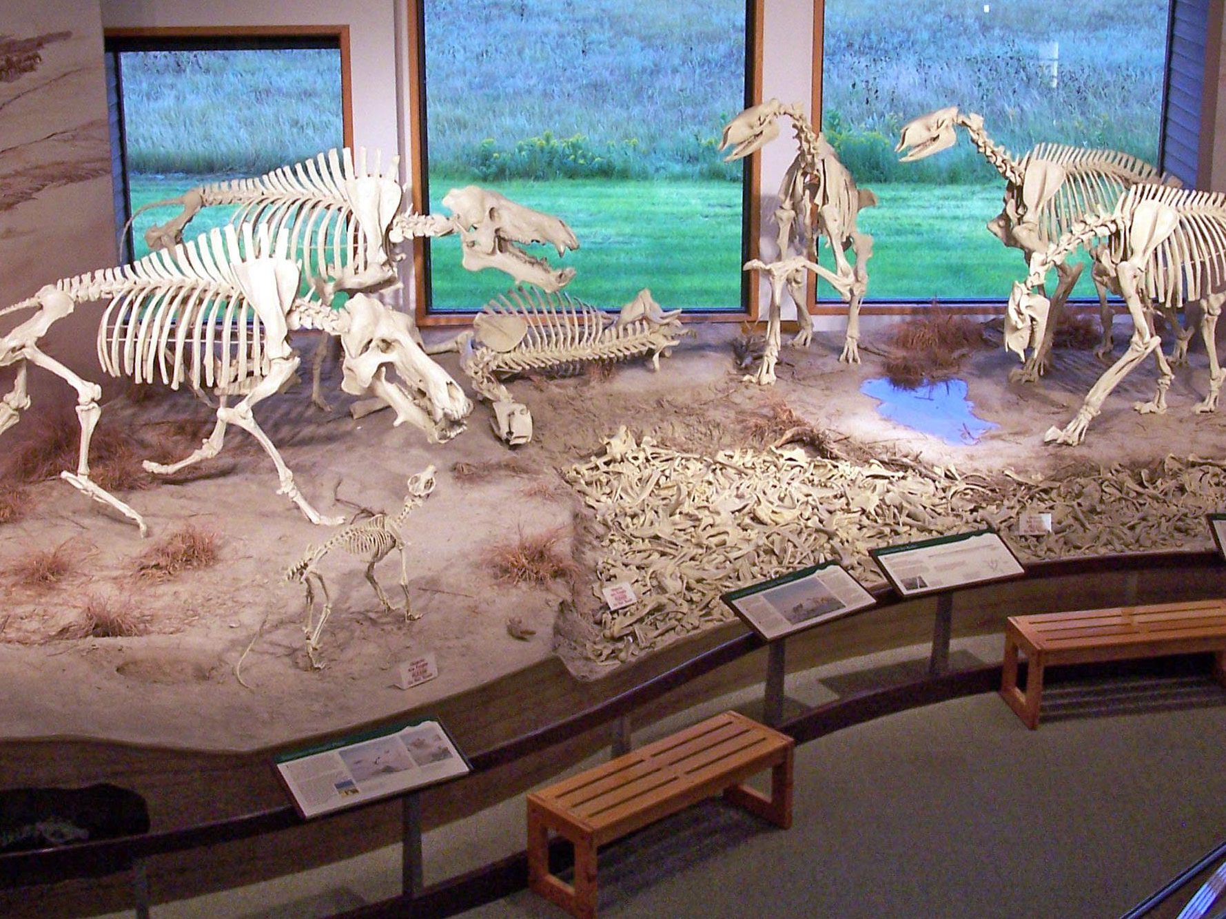 early cenozoic