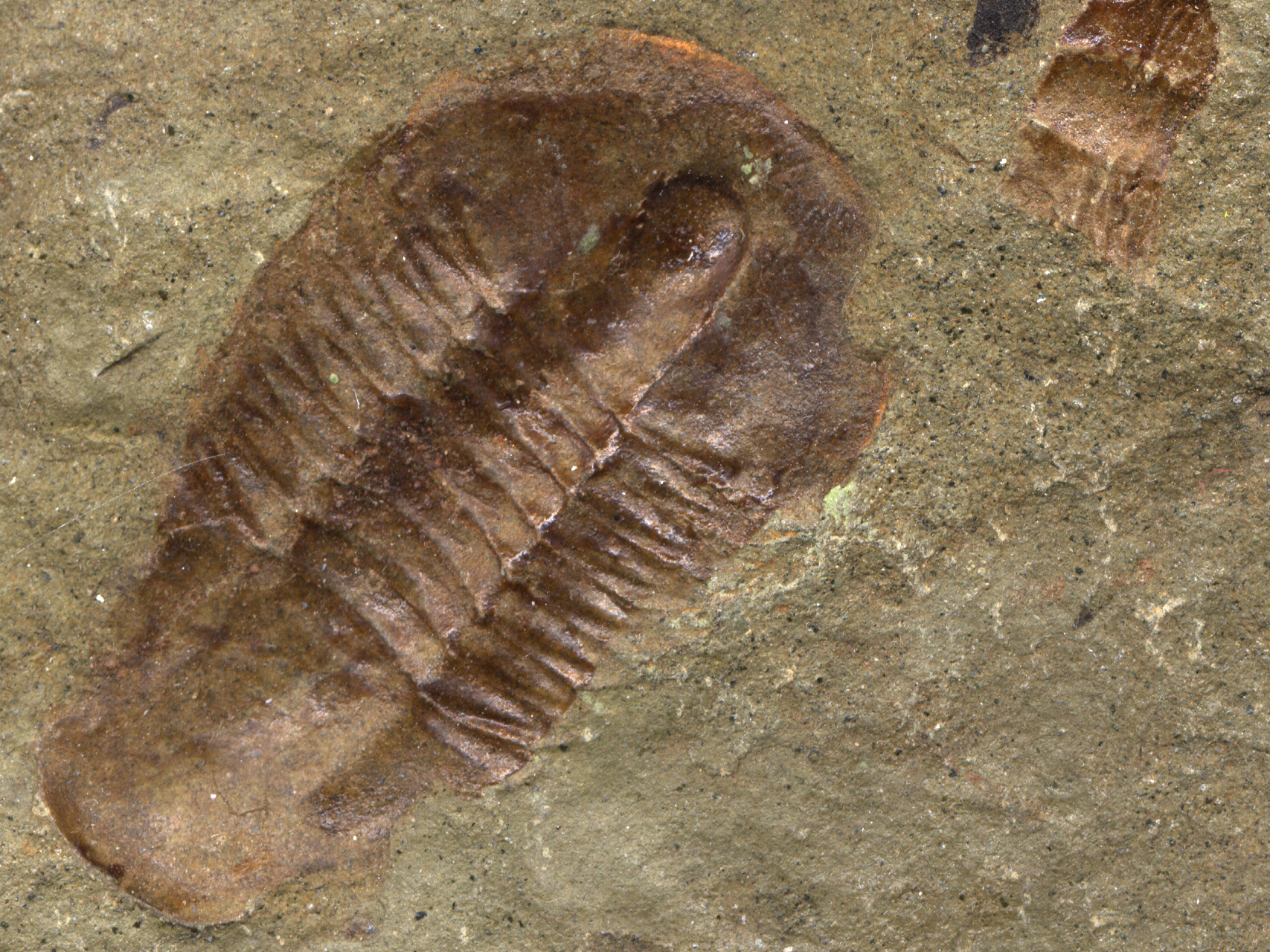 fossil echinoderms