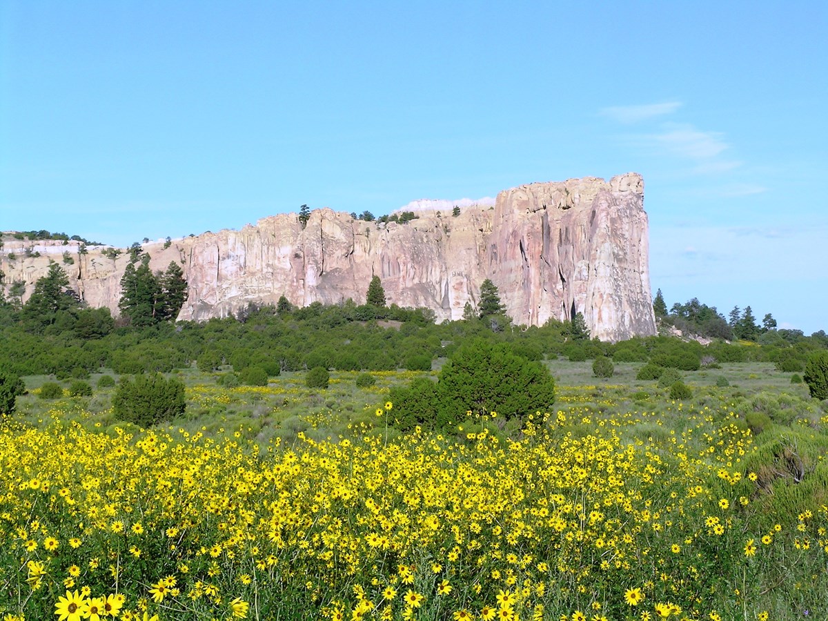 Arbre De Morro El Morro National Monument (U.S. National Park Service)