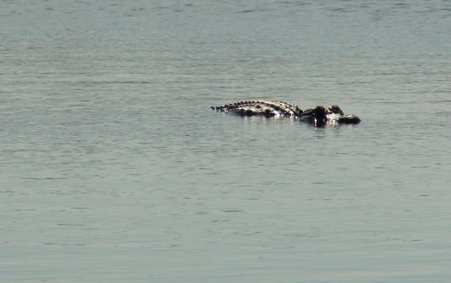 "Alligator Hole Eco-Drama" Wildlife: 4-6th Grade - Teachers (U.S ...