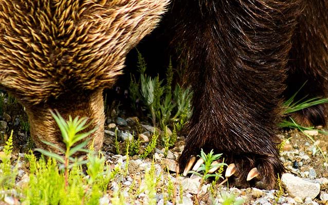 Pathways to Discovery - Bear Carrying Capacity Game - Teachers (U.S ...