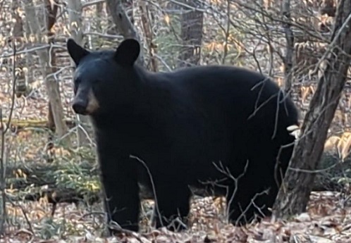 Ecology Mash-Up - Teachers (U.S. National Park Service)