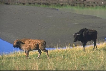 Bison Life Cycle - Teachers (U.S. National Park Service)