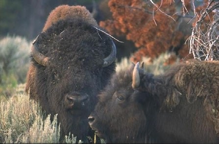 Bison Life Cycle - Teachers (U.S. National Park Service)