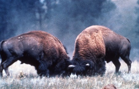 Bison Life Cycle - Teachers (U.S. National Park Service)