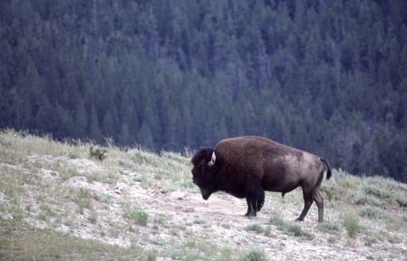 Bison Life Cycle - Teachers (U.S. National Park Service)