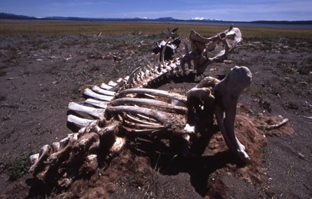 Bison Life Cycle - Teachers (U.S. National Park Service)