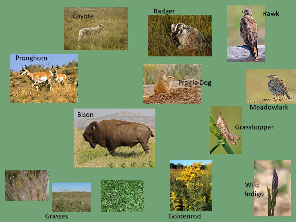 Bison and the Food Web - Teachers (U.S. National Park Service)