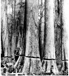 People in the Floodplain - Congaree National Park (U.S. National Park ...