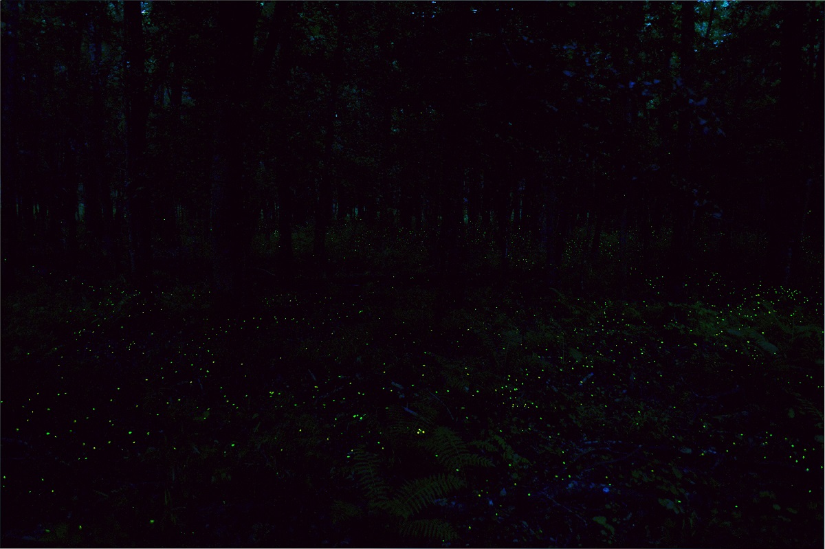 Synchronized Fireflies at Congaree - Congaree National Park (U.S ...