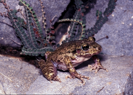 Barking frog - Coronado National Memorial (U.S. National Park Service)