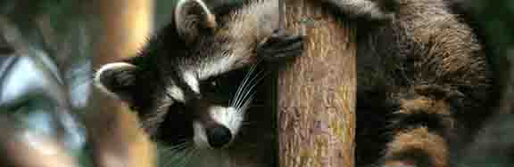 Animals - Cowpens National Battlefield (U.S. National Park Service)