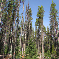 Trees - Crater Lake National Park (U.S. National Park Service)
