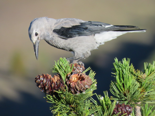 Birding - Crater Lake National Park (U.S. National Park Service)