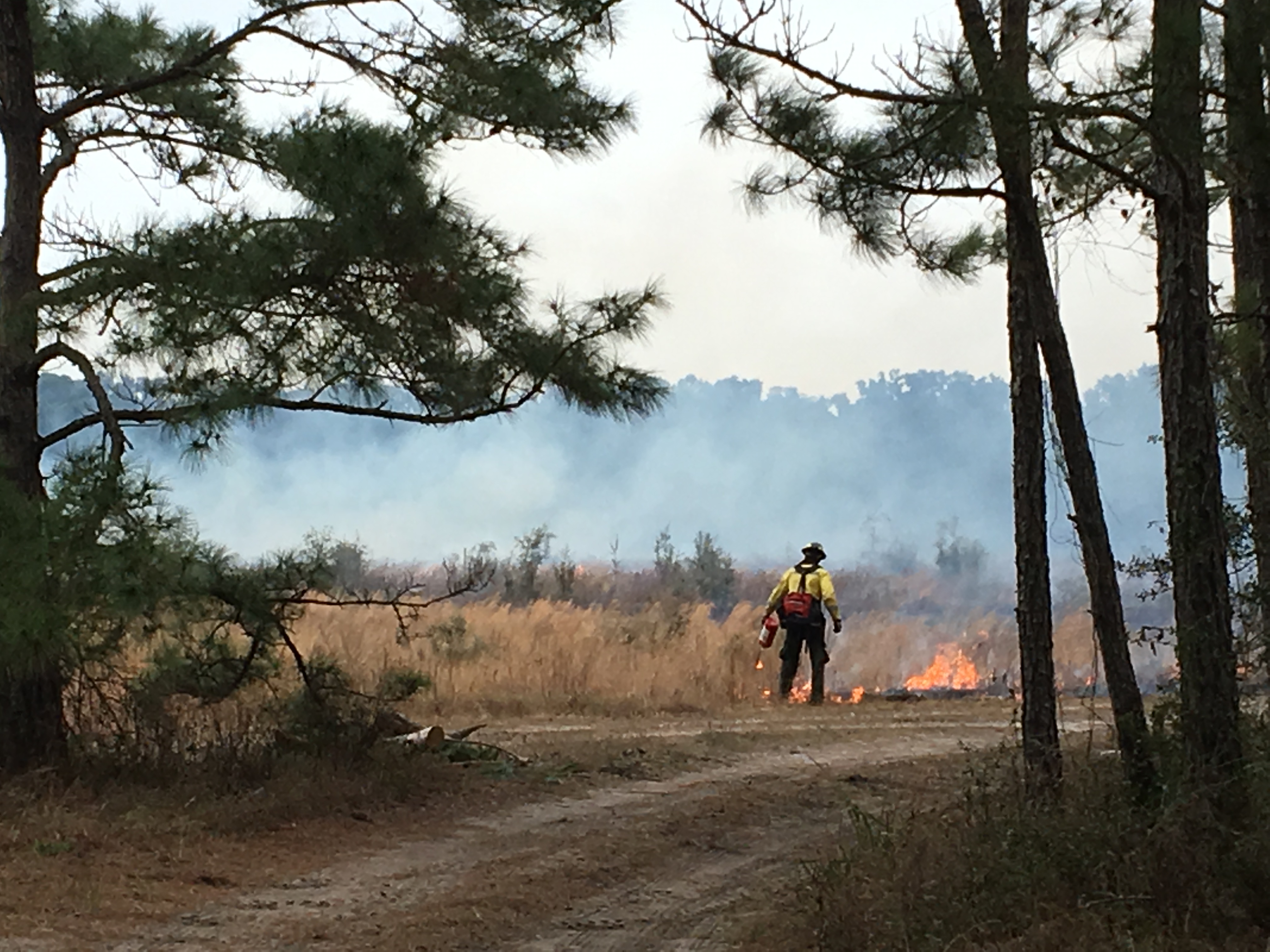 Wildland Fire - Cumberland Island National Seashore (U.S. National Park ...