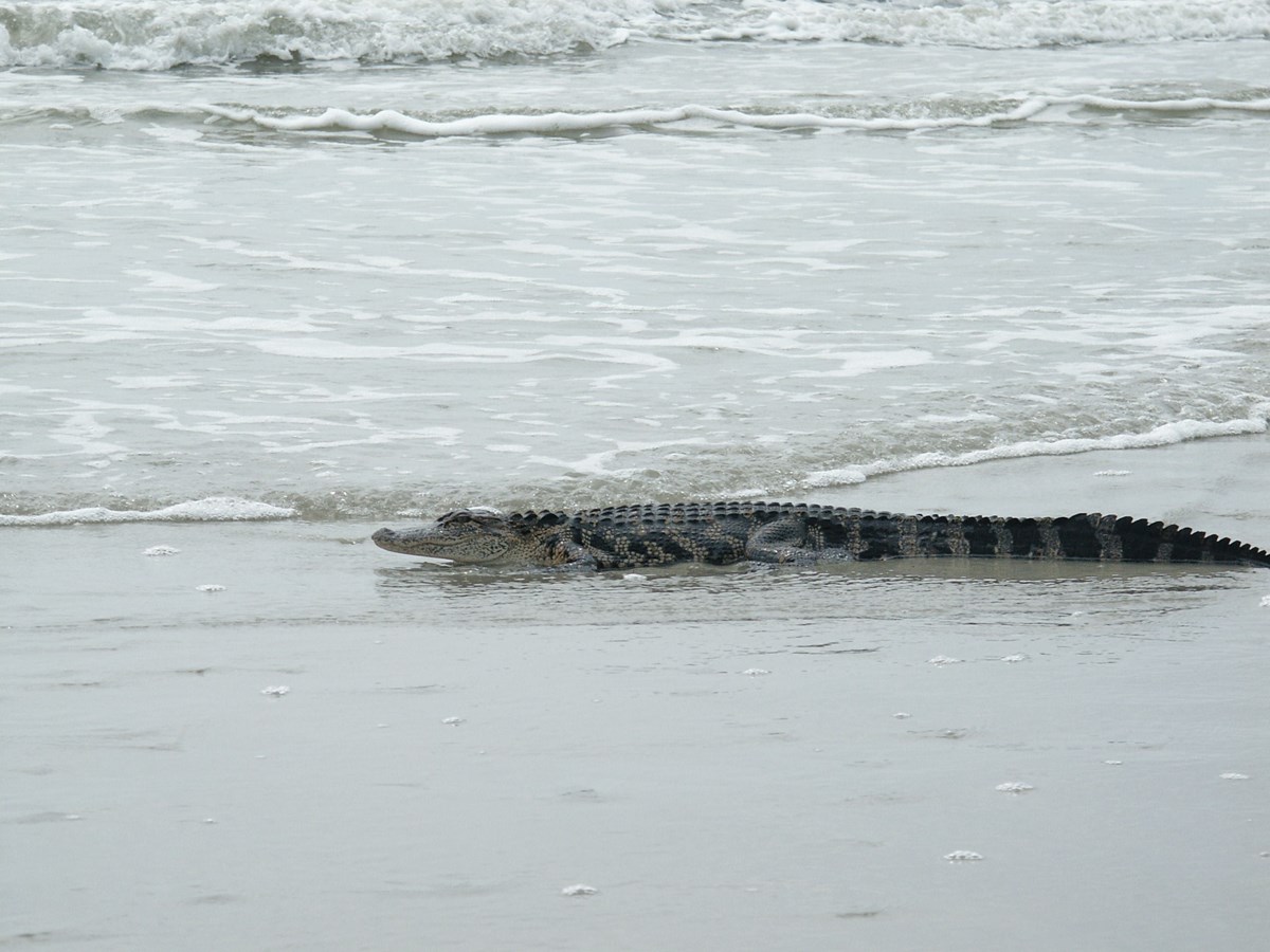Alligators - Cumberland Island National Seashore (U.S. National Park ...