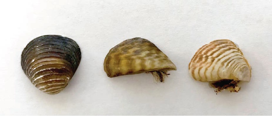 Aquatic Invasive Species - Curecanti National Recreation Area (U.S ...
