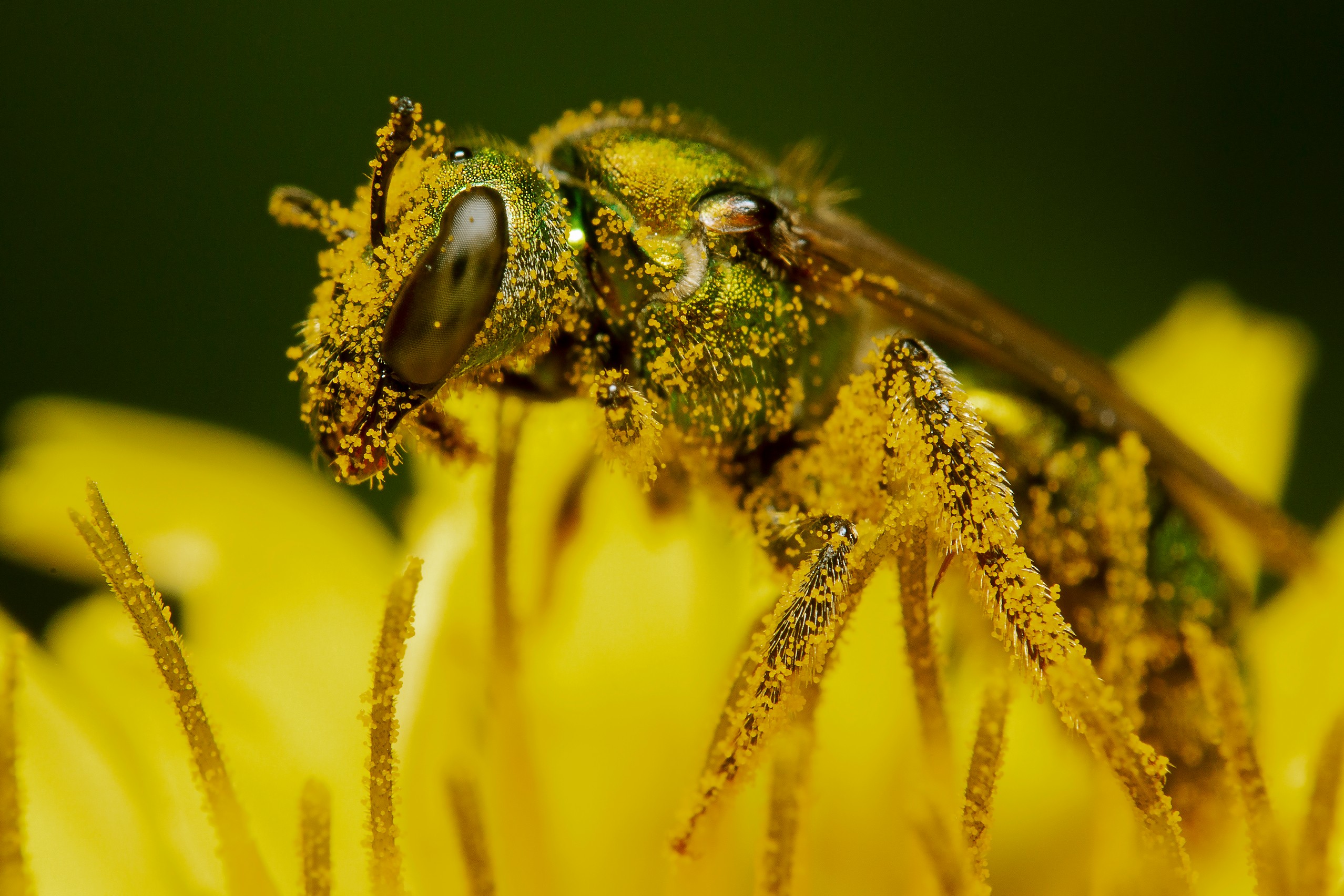 Pollinating Along the Cuyahoga - Cuyahoga Valley National Park (U.S ...