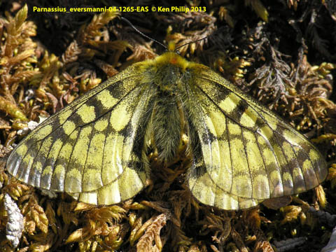 Swallowtails & Parnassians - Denali National Park & Preserve (U.S ...