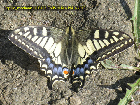 Swallowtails & Parnassians - Denali National Park & Preserve (U.S ...