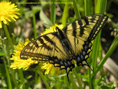 Alaska State Butterfly