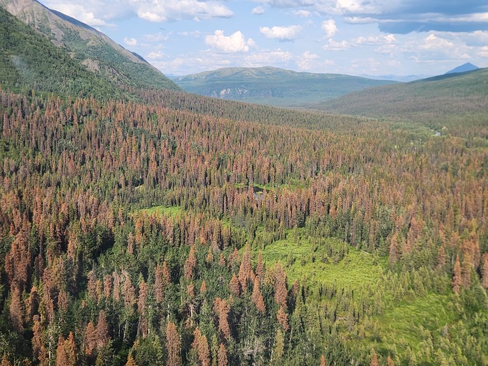 Forest Disturbance - Denali National Park & Preserve (U.S. National ...