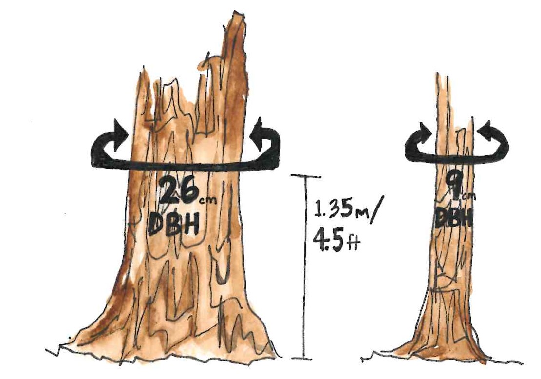 SBB Tree Size Class - Denali National Park & Preserve (U.S. National ...