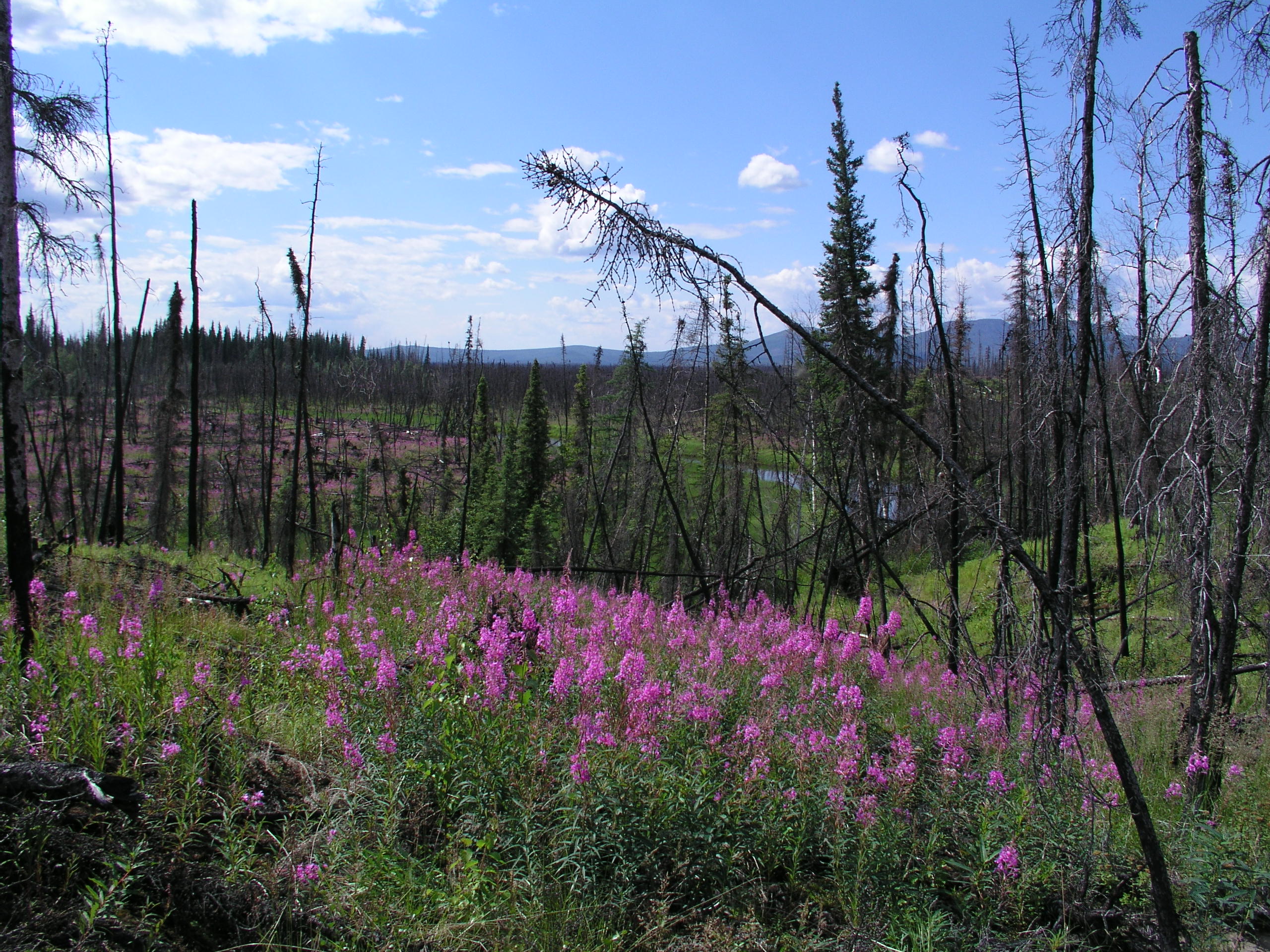 Fire Effects - Denali National Park & Preserve (U.S. National Park Service)