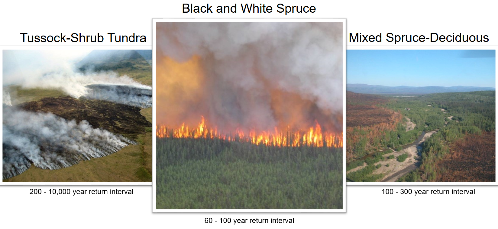 Effects Of Forest Fires On Wildlife