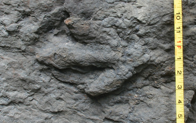 Trace Fossils - Denali National Park & Preserve (U.S. National Park ...